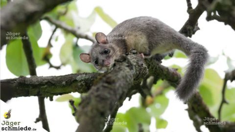 Bilche | Jägerschmiede