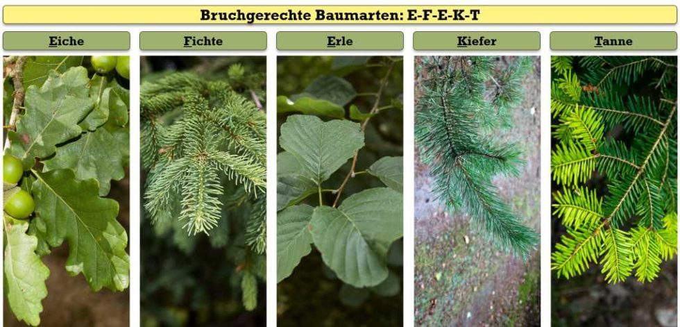 Bruch | Jägerschmiede