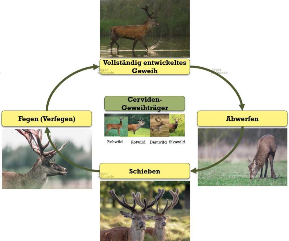 Cerviden | Jägerschmiede