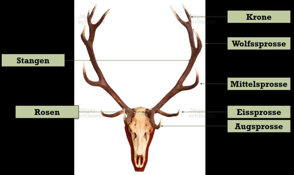 Eisspross | Jägerschmiede