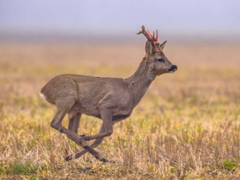 Fegen | Jägerschmiede