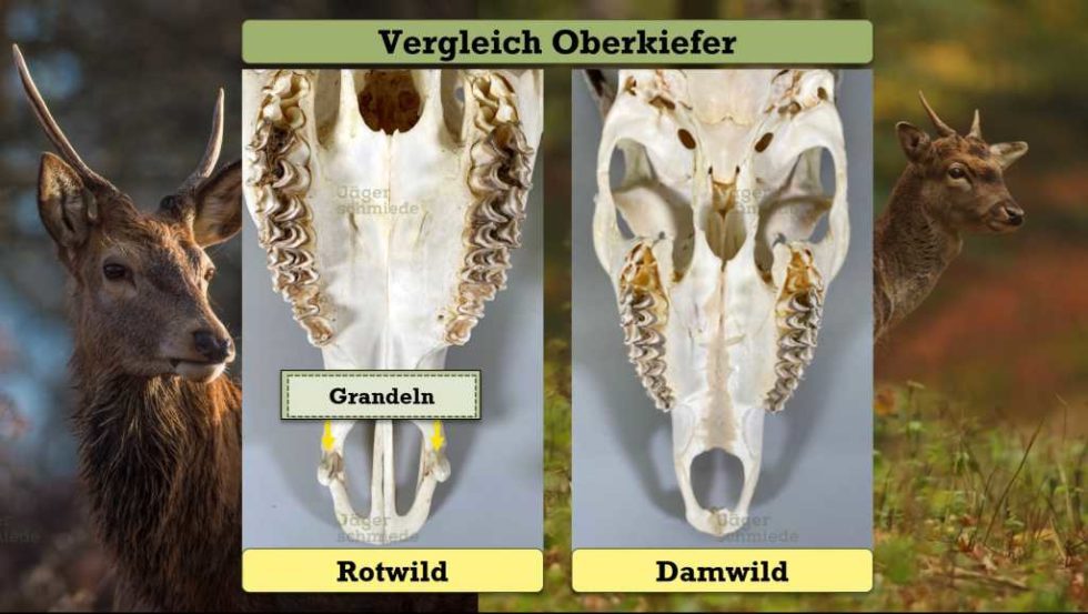 Grandeln | Jägerschmiede