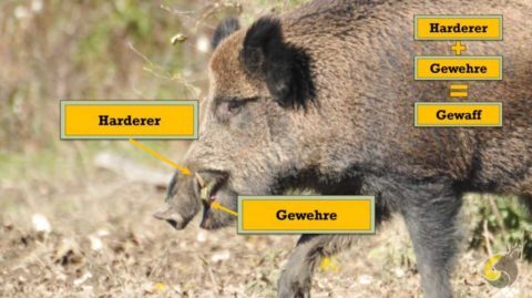 Haderer | Jägerschmiede