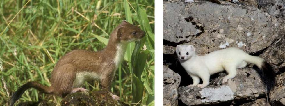 Hermelin (Großes Wiesel) | Jägerschmiede