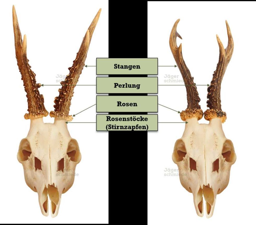 Rosenstock | Jägerschmiede