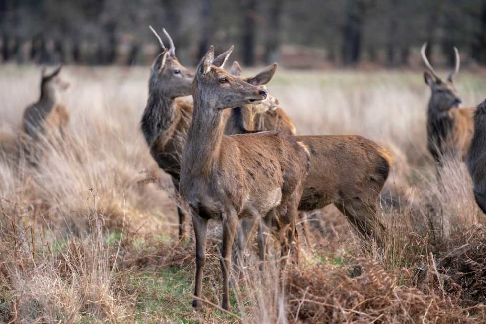 Rudel | Jägerschmiede